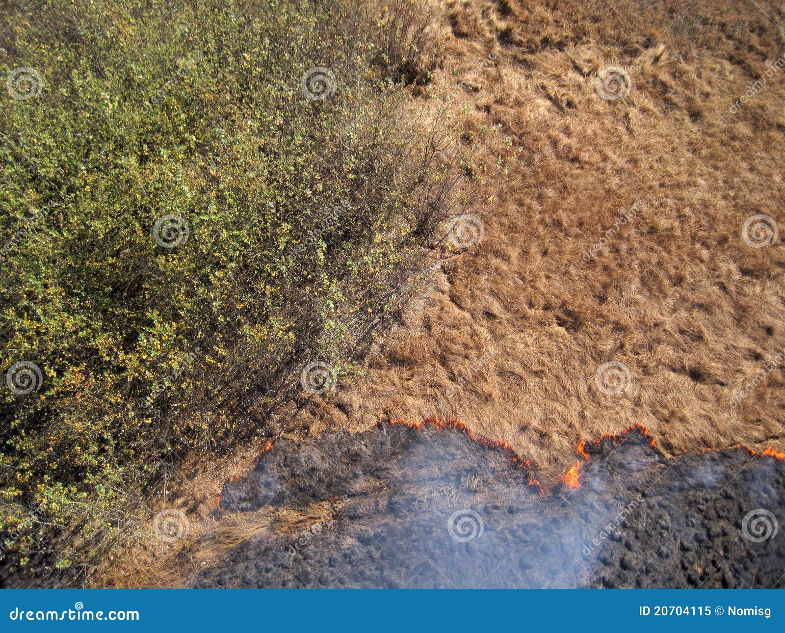 Veld fire near trees stock image. Image of poplars, grasslands - 20704115
