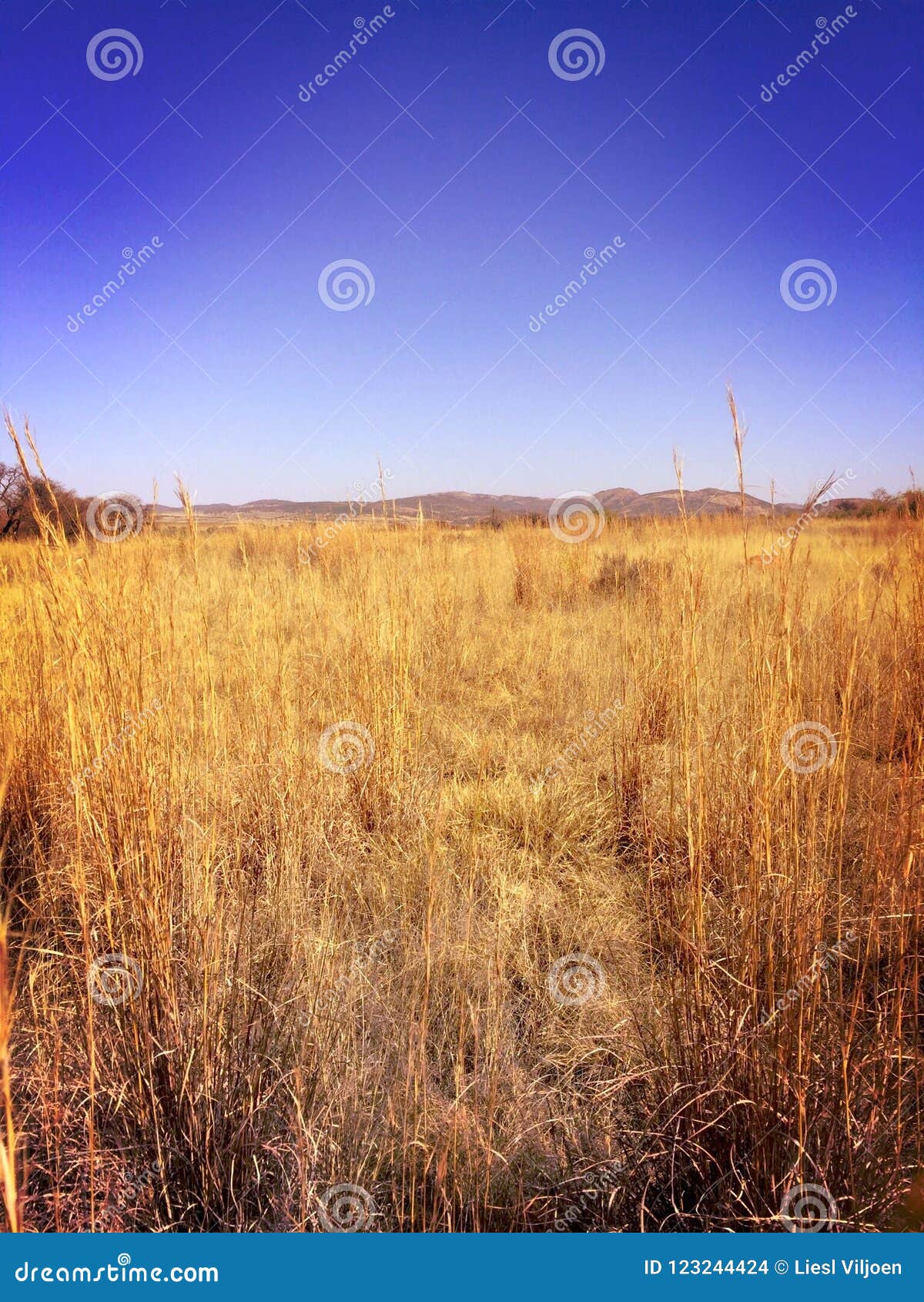 Veld focus stock photo. Image of moments, reserve, smell - 123244424