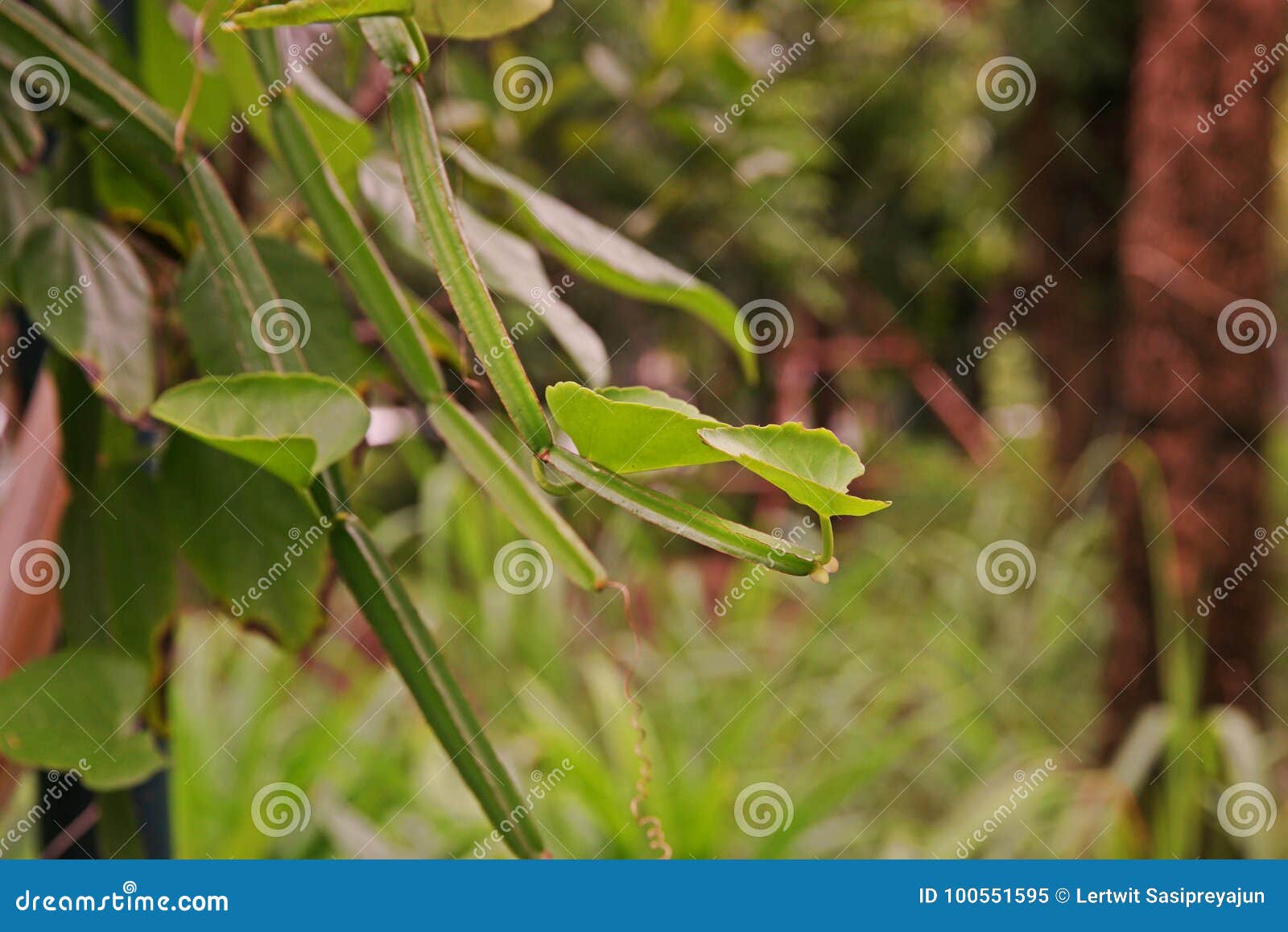 Veld Grape, Devil`s Backbone or Adamant Creeper Stock Image - Image of ...