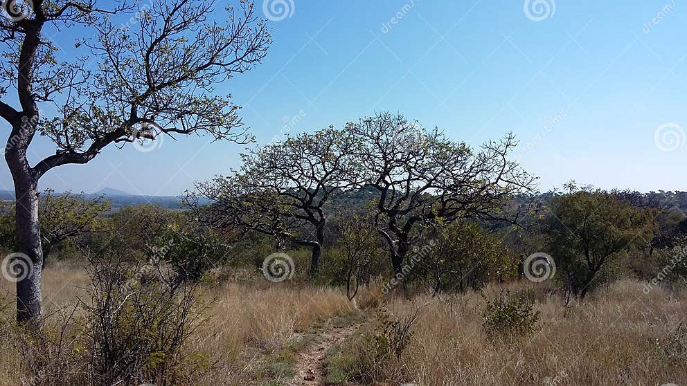 Veld stock image. Image of wild, path, veld, tree, nature - 106133193