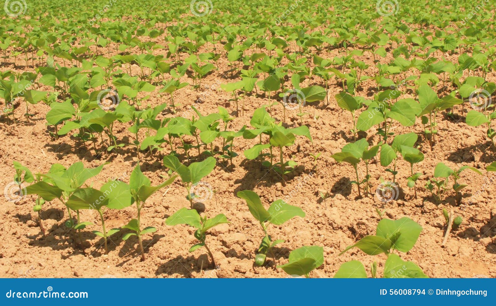 Veldbonen stock foto. Image of bonen, groei, oogst, installatie - 56008794