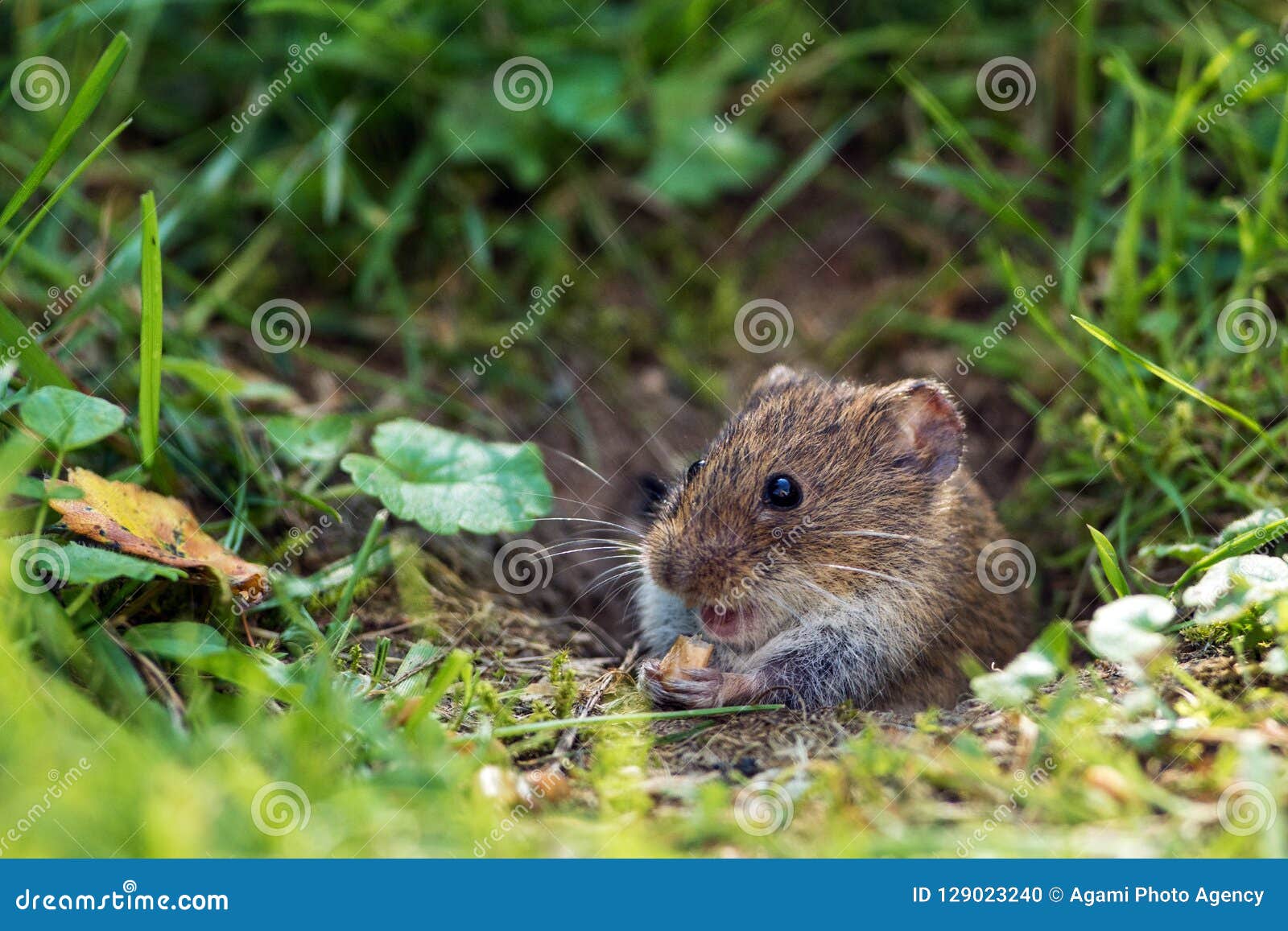 Veldmuis; Common Vole; Microtus Arvalis; Stock Photography ...