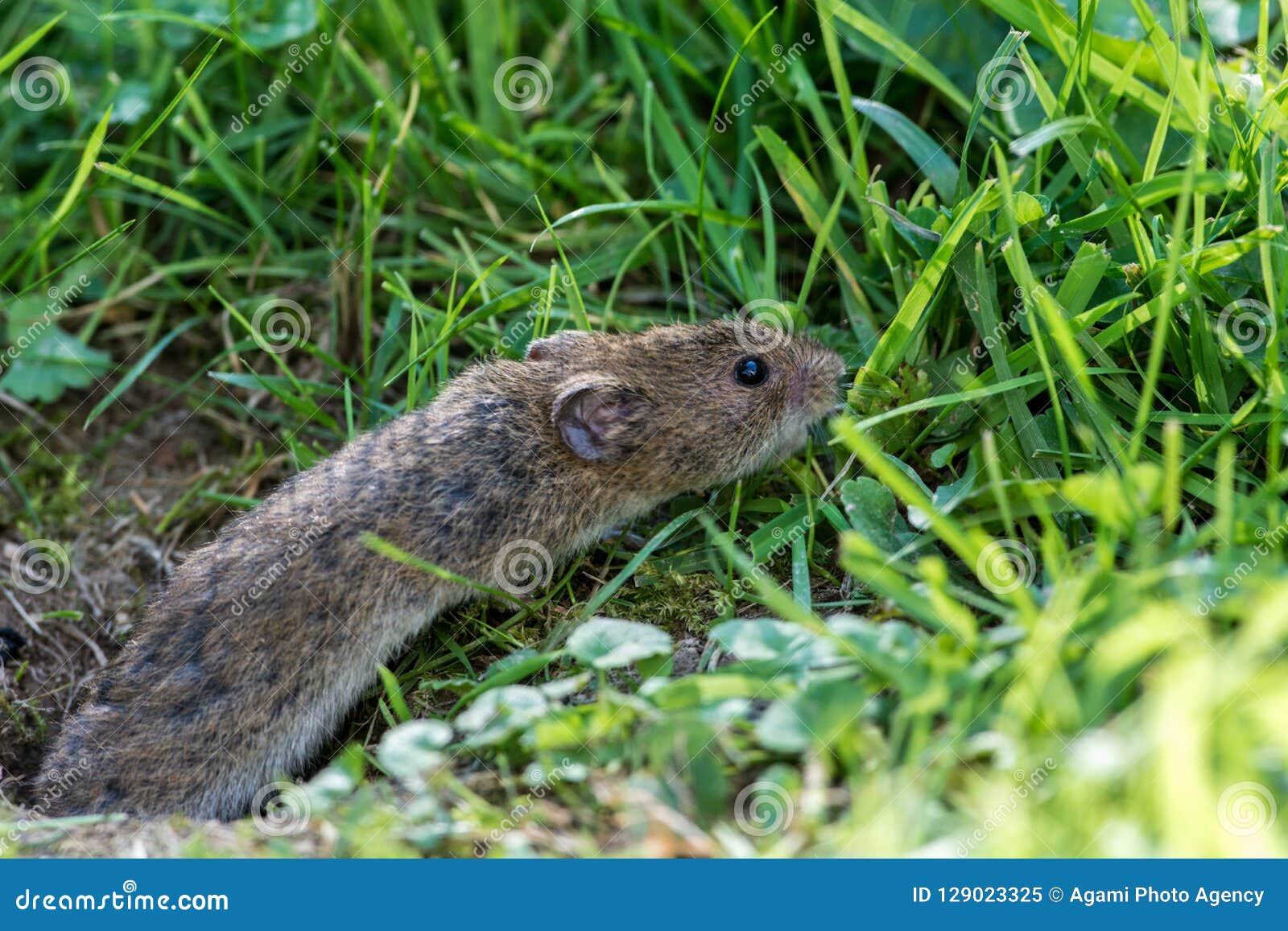Veldmuis; Common Vole; Microtus Arvalis; Stock Image - Image of mammal ...