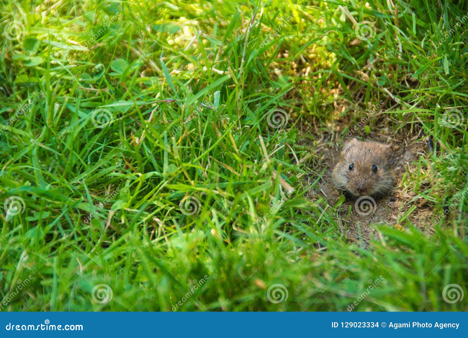 Veldmuis; Common Vole; Microtus Arvalis; Stock Photo - Image of ...