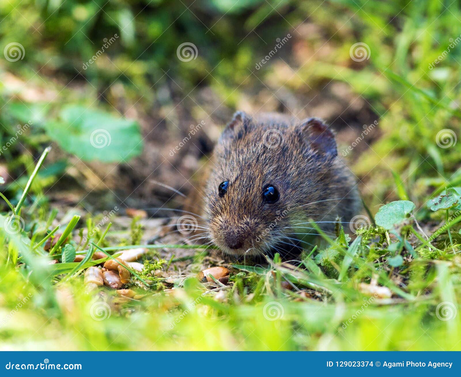 Veldmuis; Common Vole; Microtus Arvalis; Stock Photo - Image of common ...