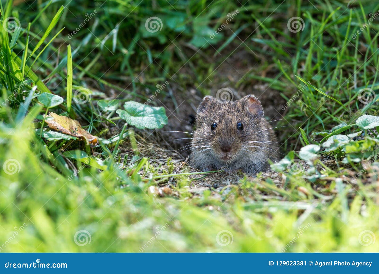 Veldmuis; Common Vole; Microtus Arvalis; Stock Image - Image of ...