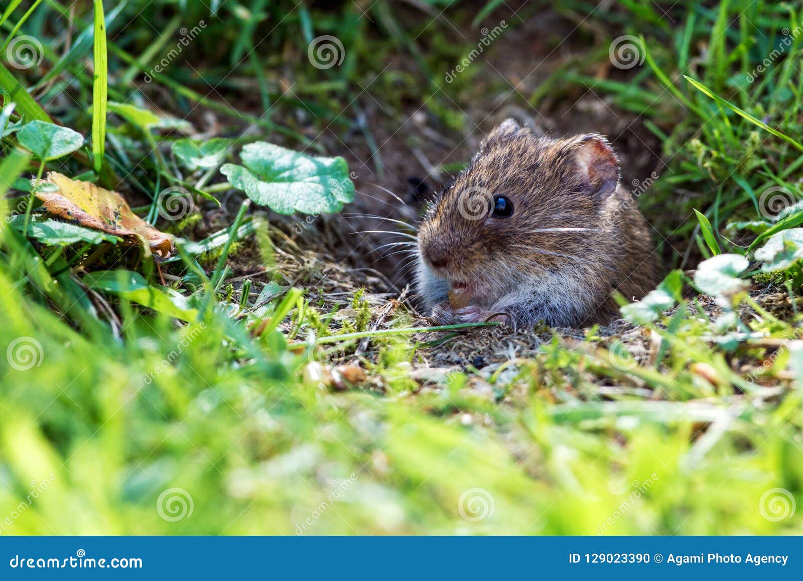 Veldmuis; Common Vole; Microtus Arvalis; Stock Photo - Image of ...