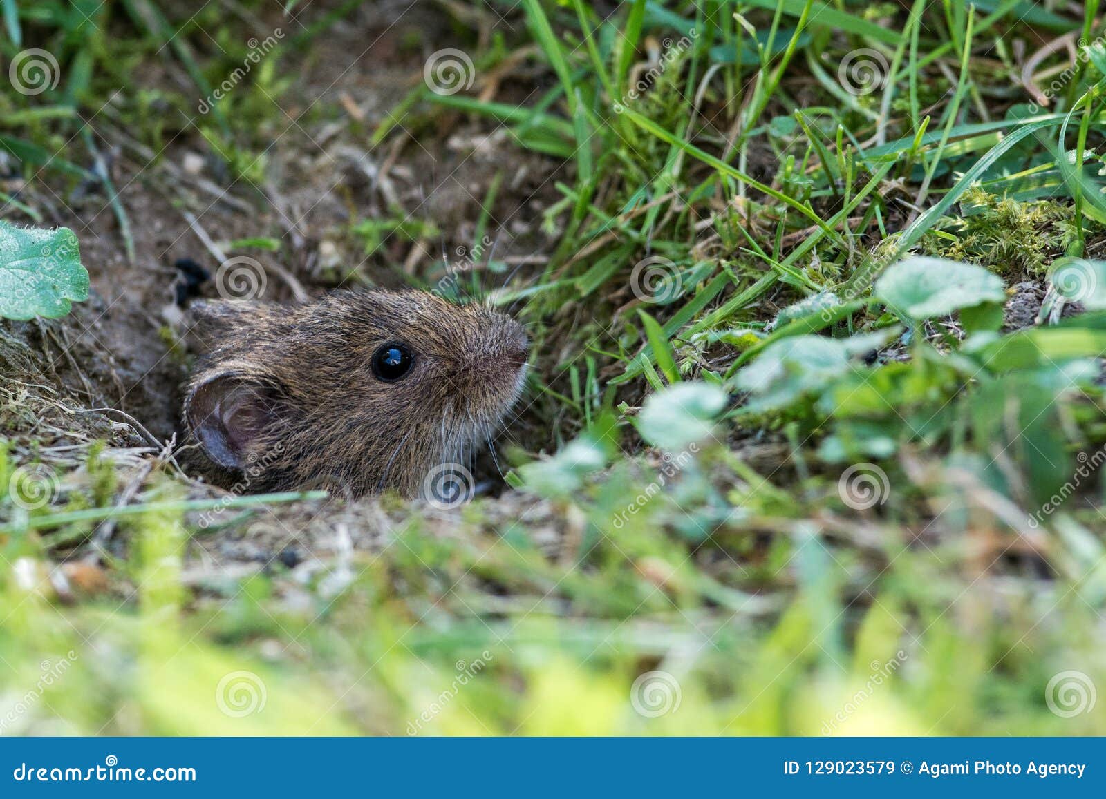Veldmuis; Common Vole; Microtus Arvalis; Stock Image - Image of hans ...