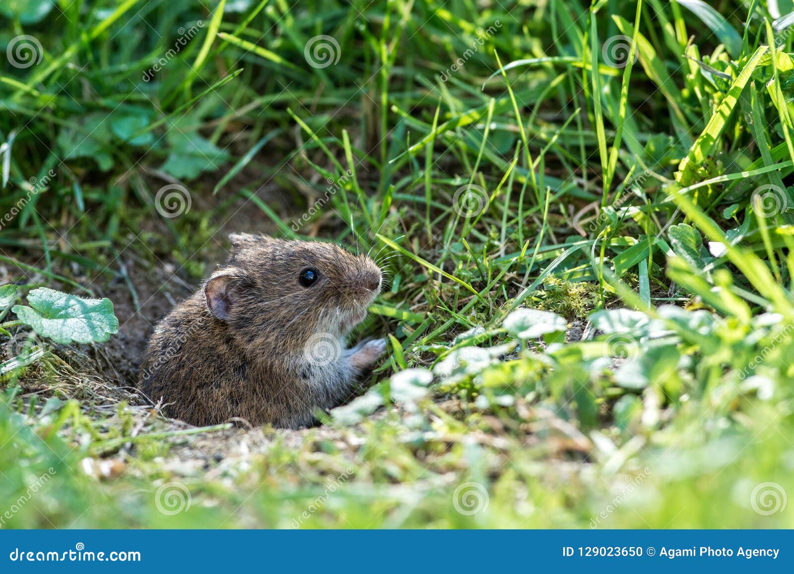 Veldmuis; Common Vole; Microtus Arvalis; Stock Photo - Image of muis ...