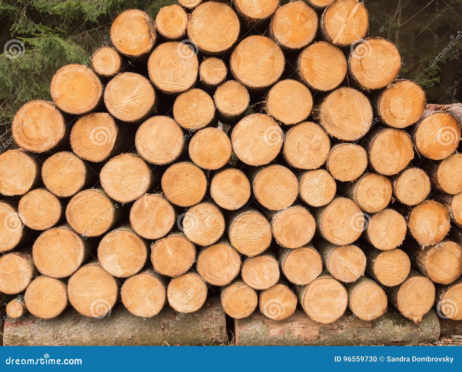 Vele Gestapelde Houten Boomstammen Stock Foto - Image of groep, bosbouw ...