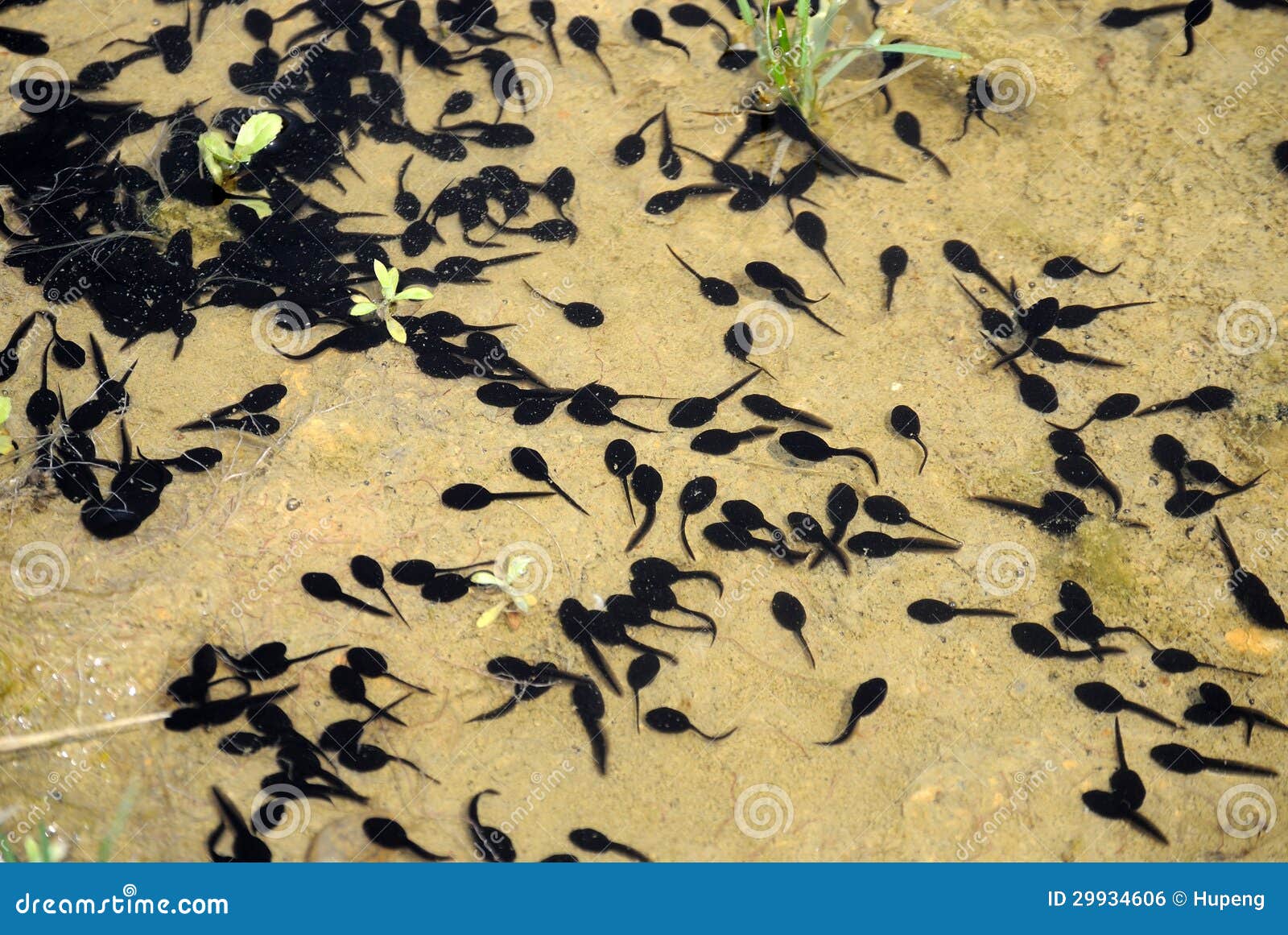 Kikkervisje stock foto. Image of groei, reptielen, rivier - 29934606