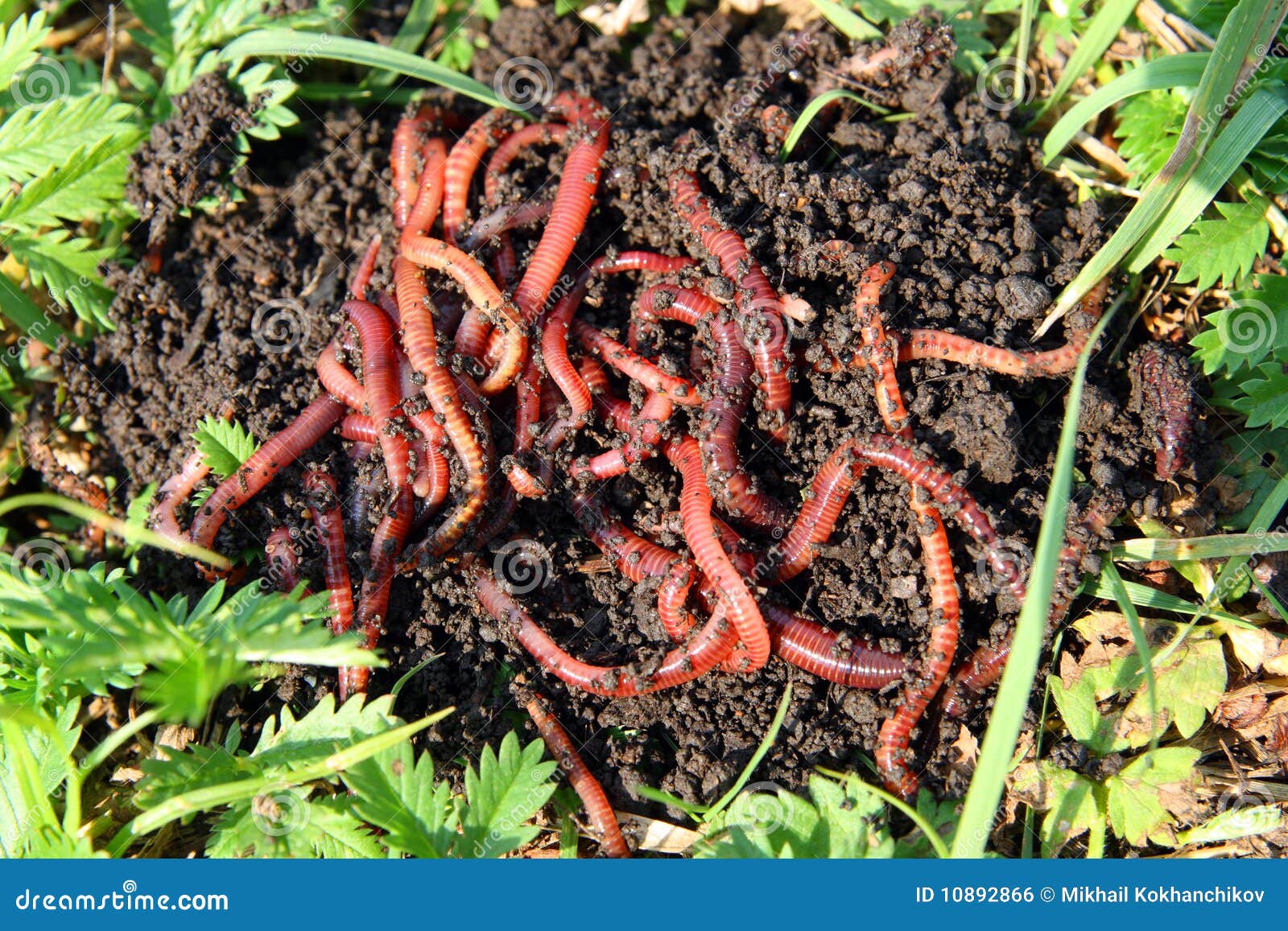 Vele rode wormen in vuil stock foto. Image of wild, slordig - 10892866