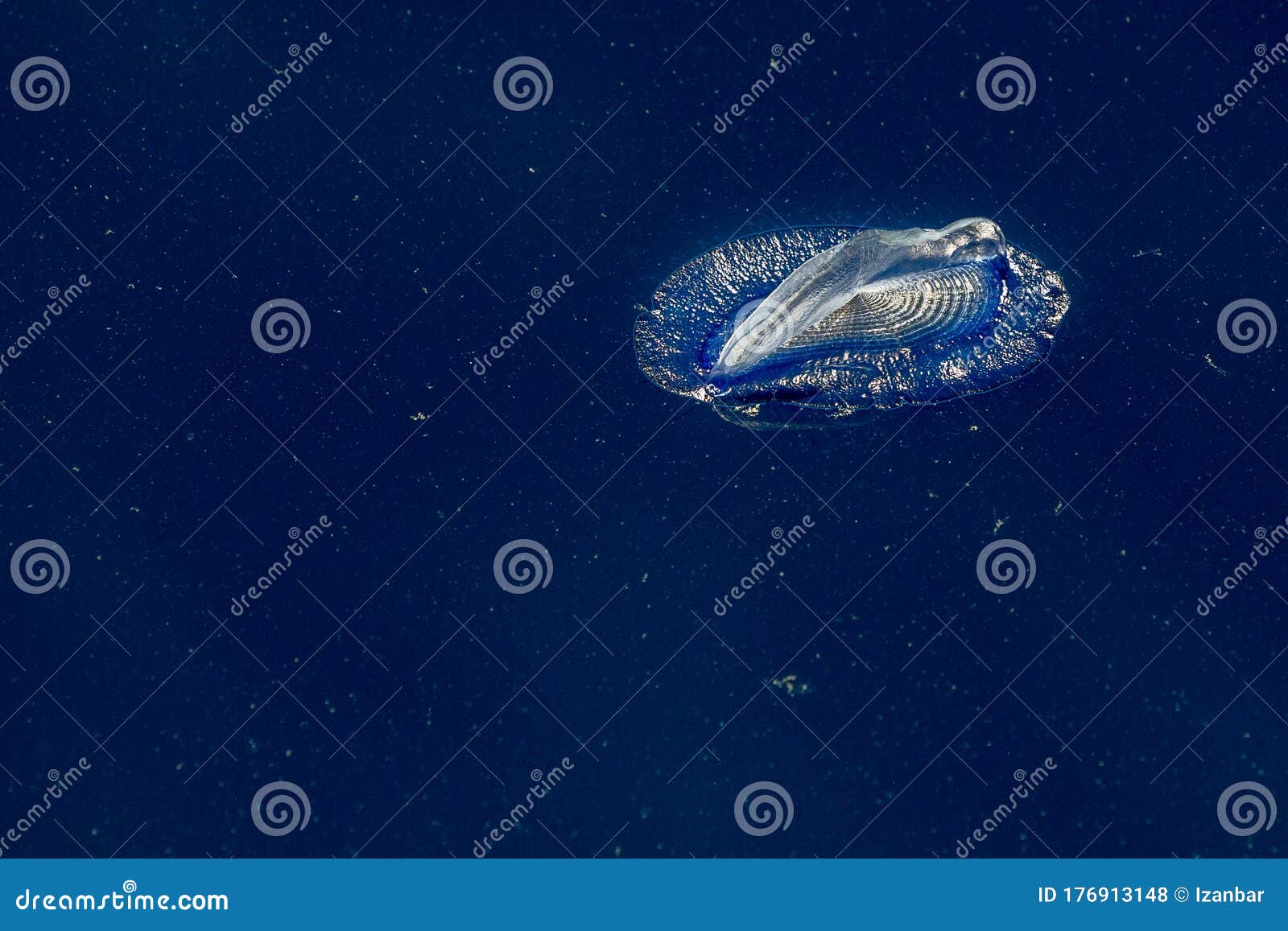 Velella Jellyfish on Deep Blue Sea Back Stock Photo - Image of sail ...