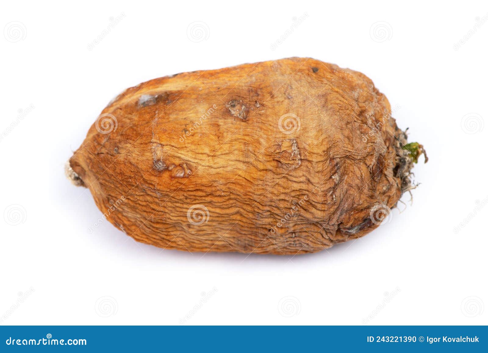 Velho nabo seco foto de stock. Imagem de macro, agricultura - 243221390