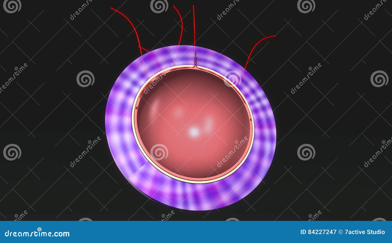Vellosidades Coriónicas Terciarias Stock de ilustración - Ilustración ...