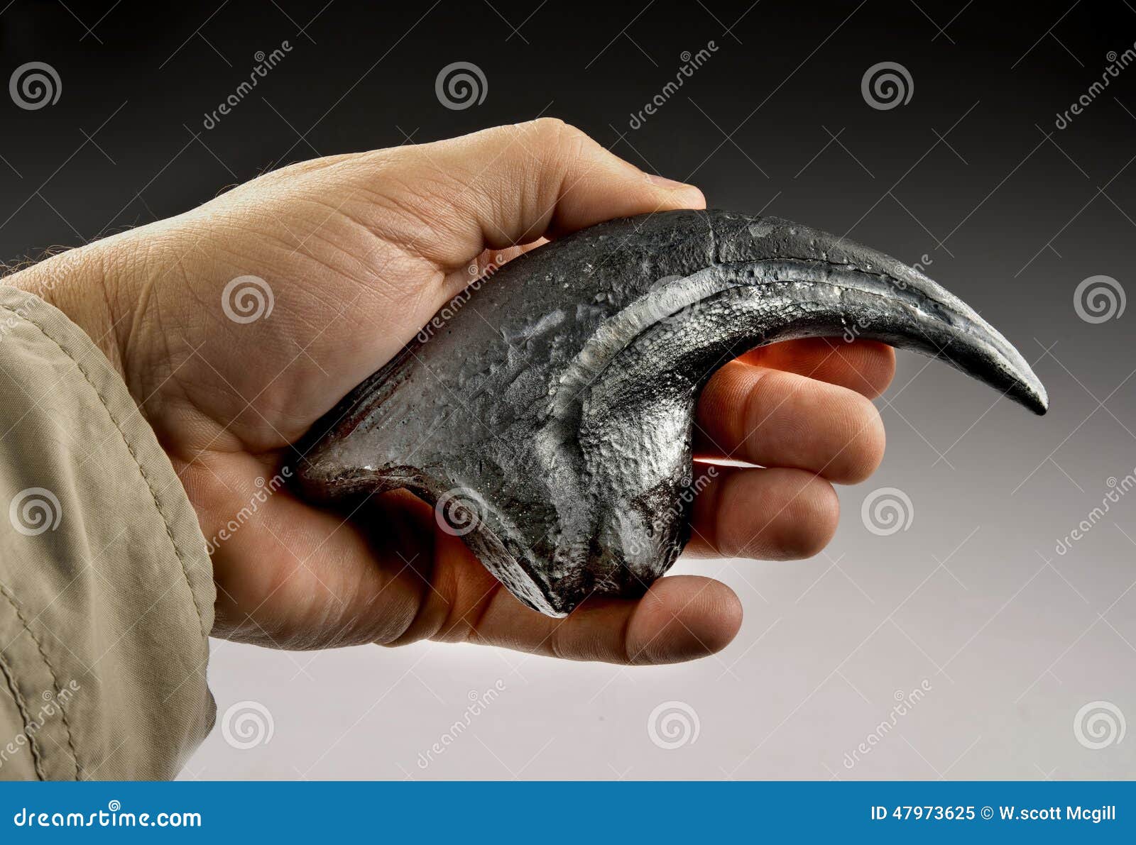 Velociraptor Claw. stock image. Image of dangerous, prehistory - 47973625