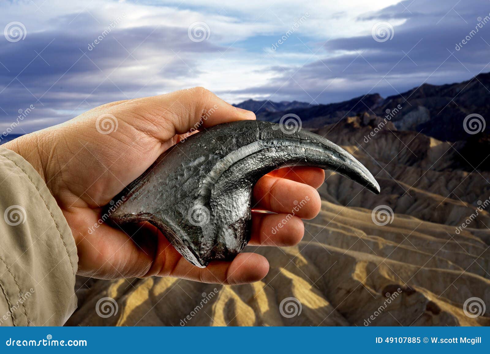 Velociraptor Claw. Stock Image | CartoonDealer.com #48821419