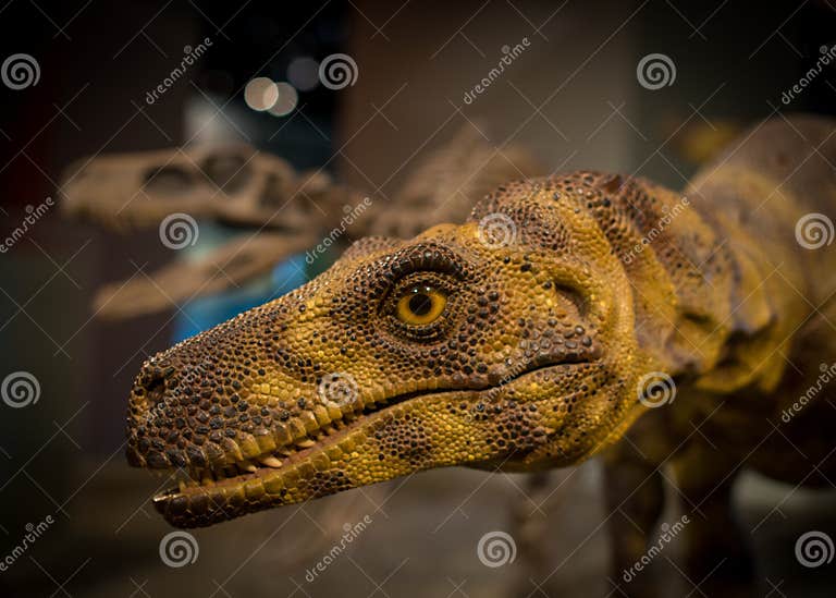 Velociraptor stock image. Image of velociraptor, prehistory - 30584859