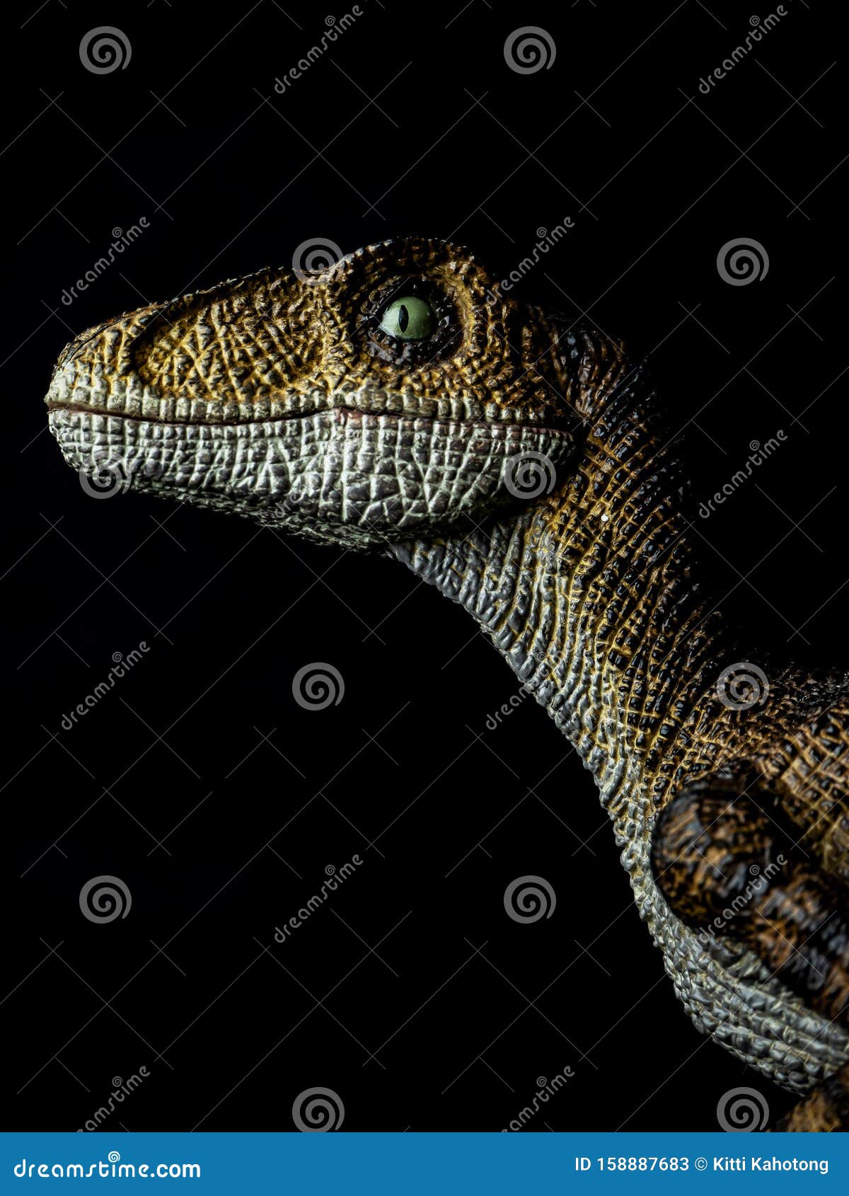 Velociraptor Dinosaur on Black Background Stock Image - Image of ...