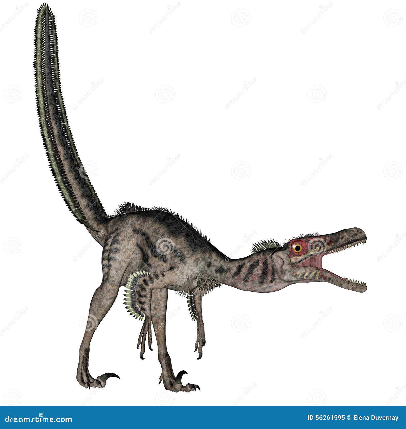 Velociraptor Dinosaur, Scientifically Correct, With Feathers. Royalty ...