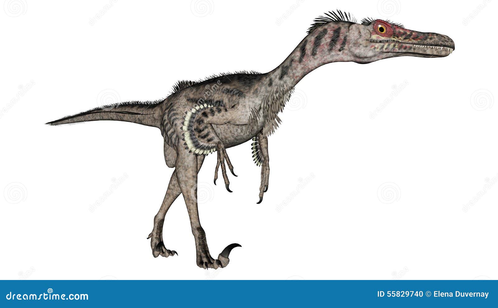 Velociraptor Dinosaur, Scientifically Correct, With Feathers. Royalty ...