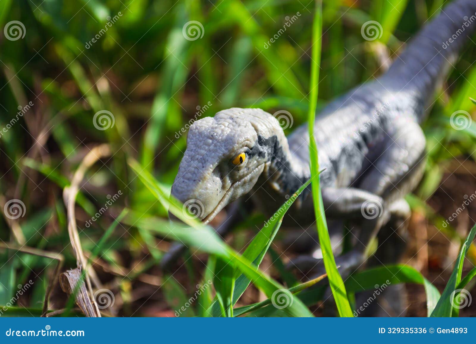 Velociraptor Dinosaur Toy In The Middle Of Lush Green Grass Royalty ...