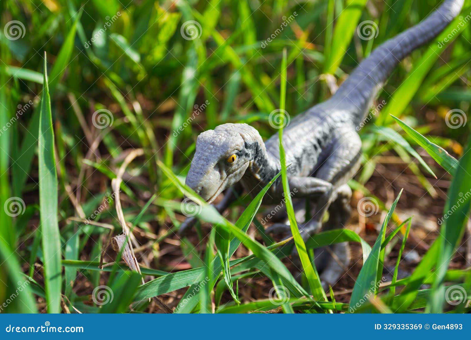 Velociraptor Dinosaur Toy in the Middle of Lush Green Grass Stock Image ...