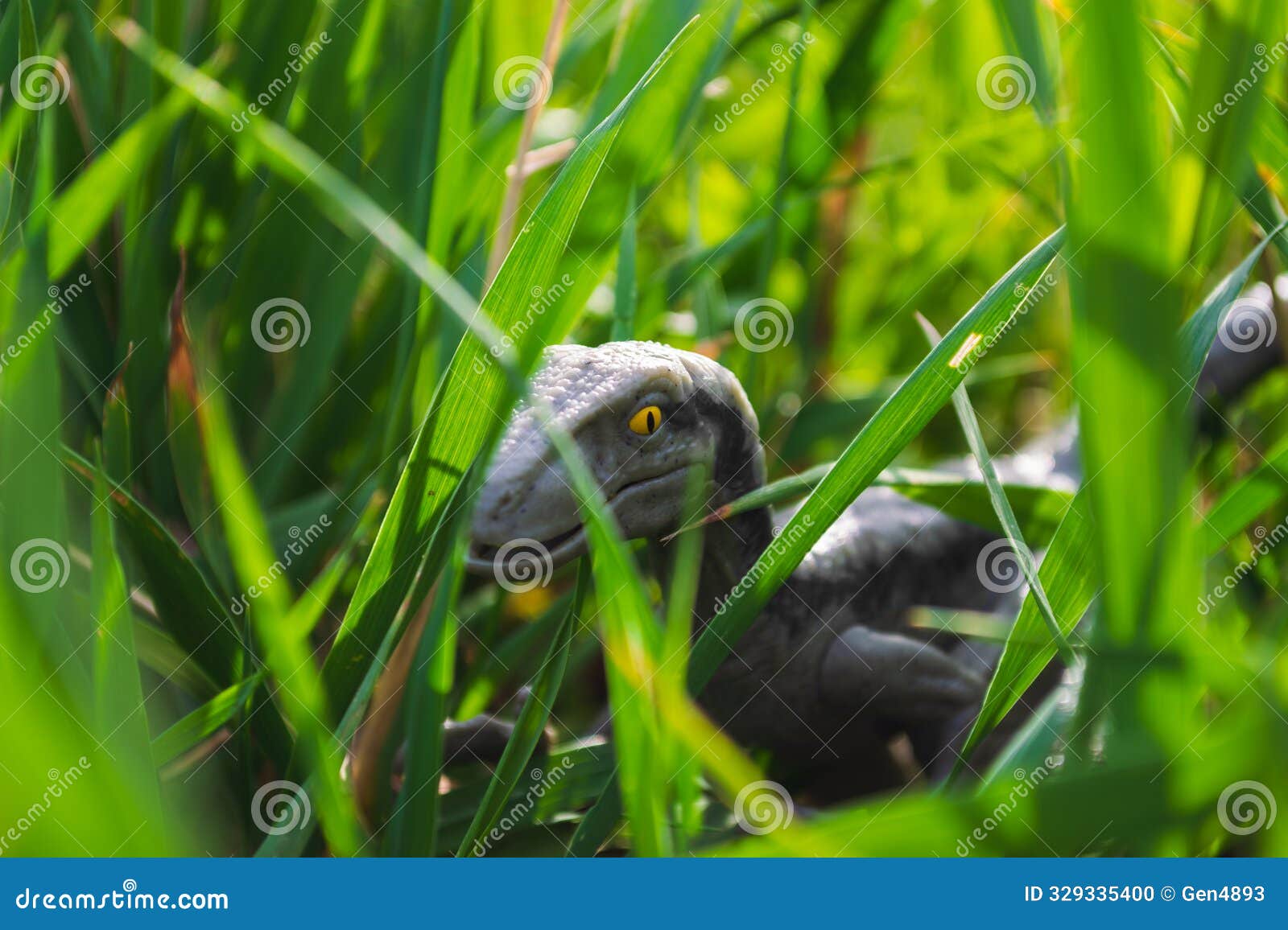 Velociraptor Dinosaur Toy In The Middle Of Lush Green Grass Stock ...