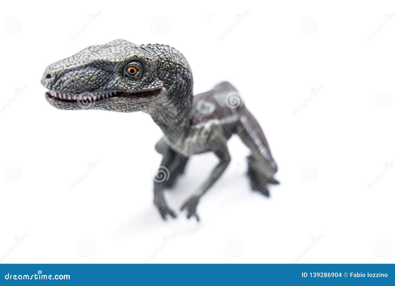 Velociraptor Isolated on White Background Stock Photo - Image of ...