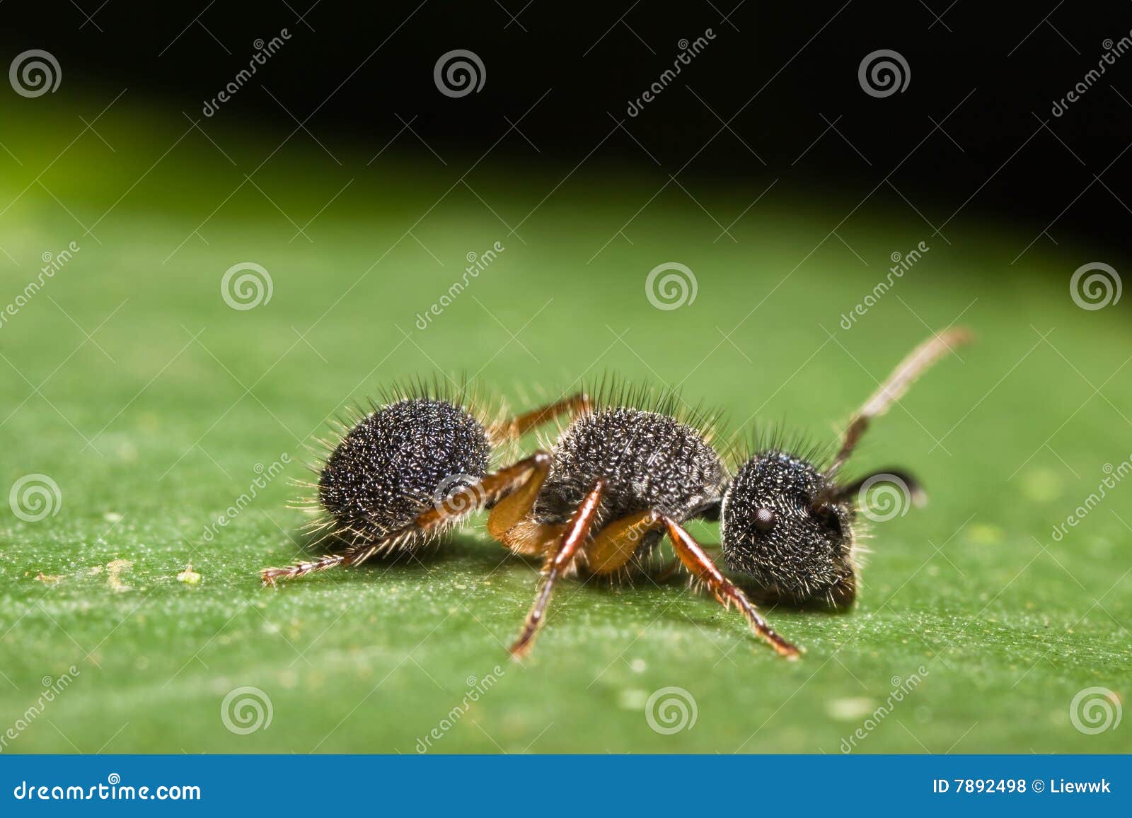 Velvet Ant stock photo. Image of leaf, wilderness, close - 7892498