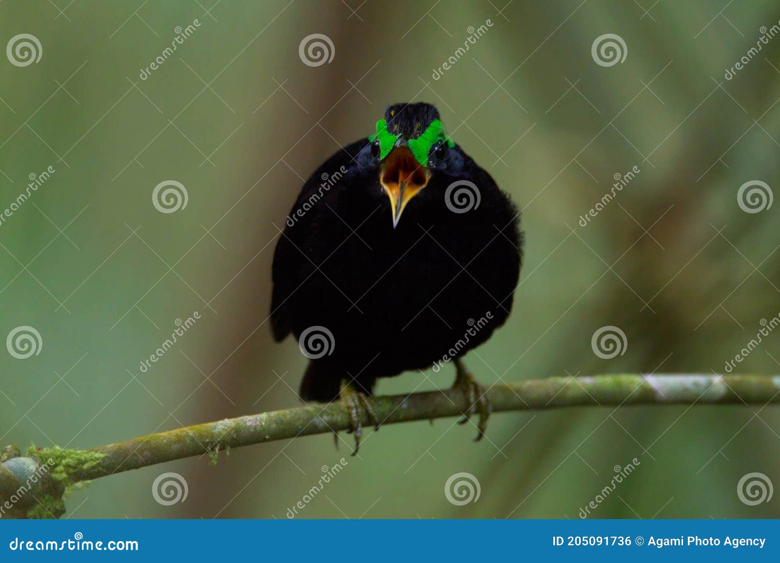Velvet Asity, Philepitta Castanea Stock Photo - Image of dubi, endeem ...