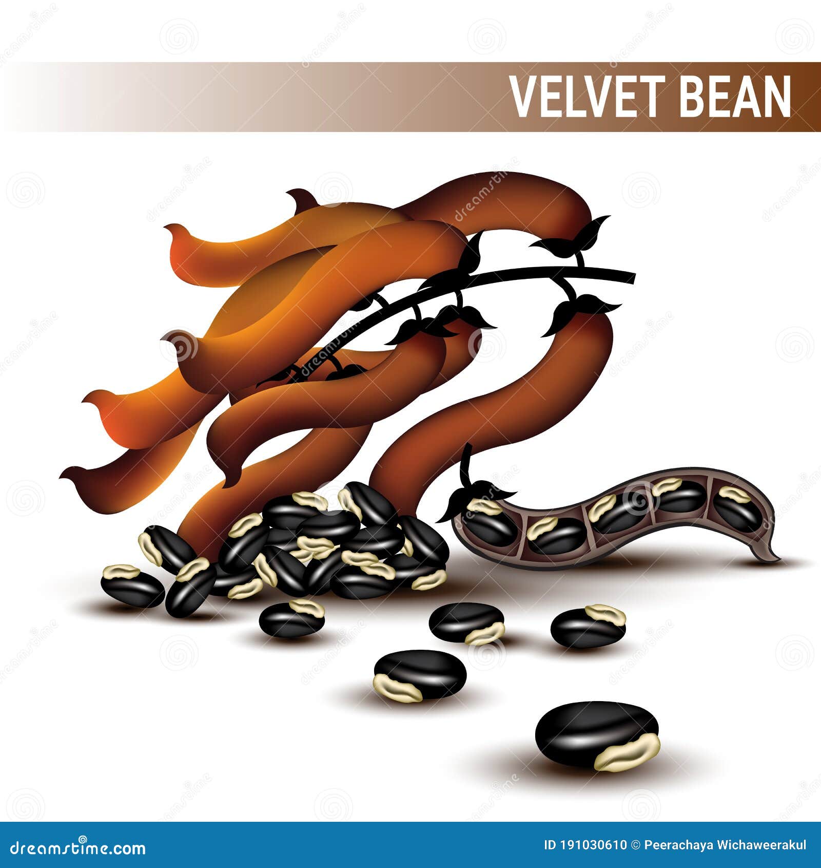 Velvet Beans Stock Illustrations – 28 Velvet Beans Stock Illustrations ...