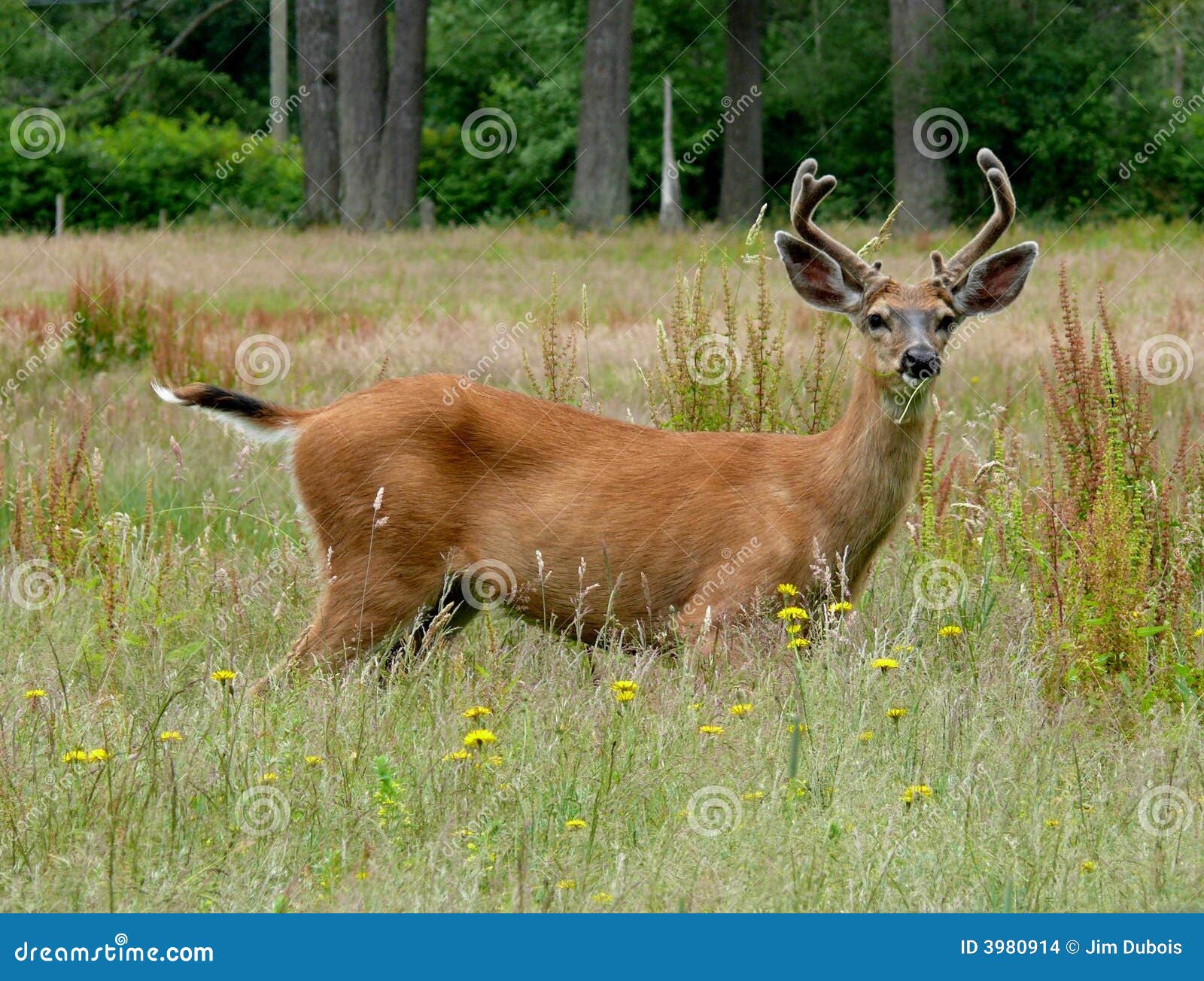 Velvet Buck stock photo. Image of prime, velvet, antlers - 3980914