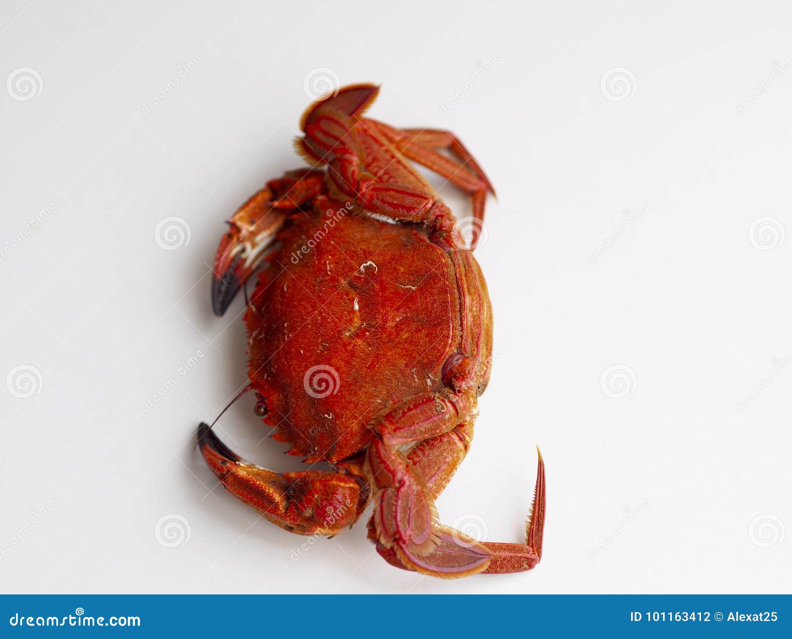 Velvet crab isolated stock photo. Image of health, healthy - 101163412
