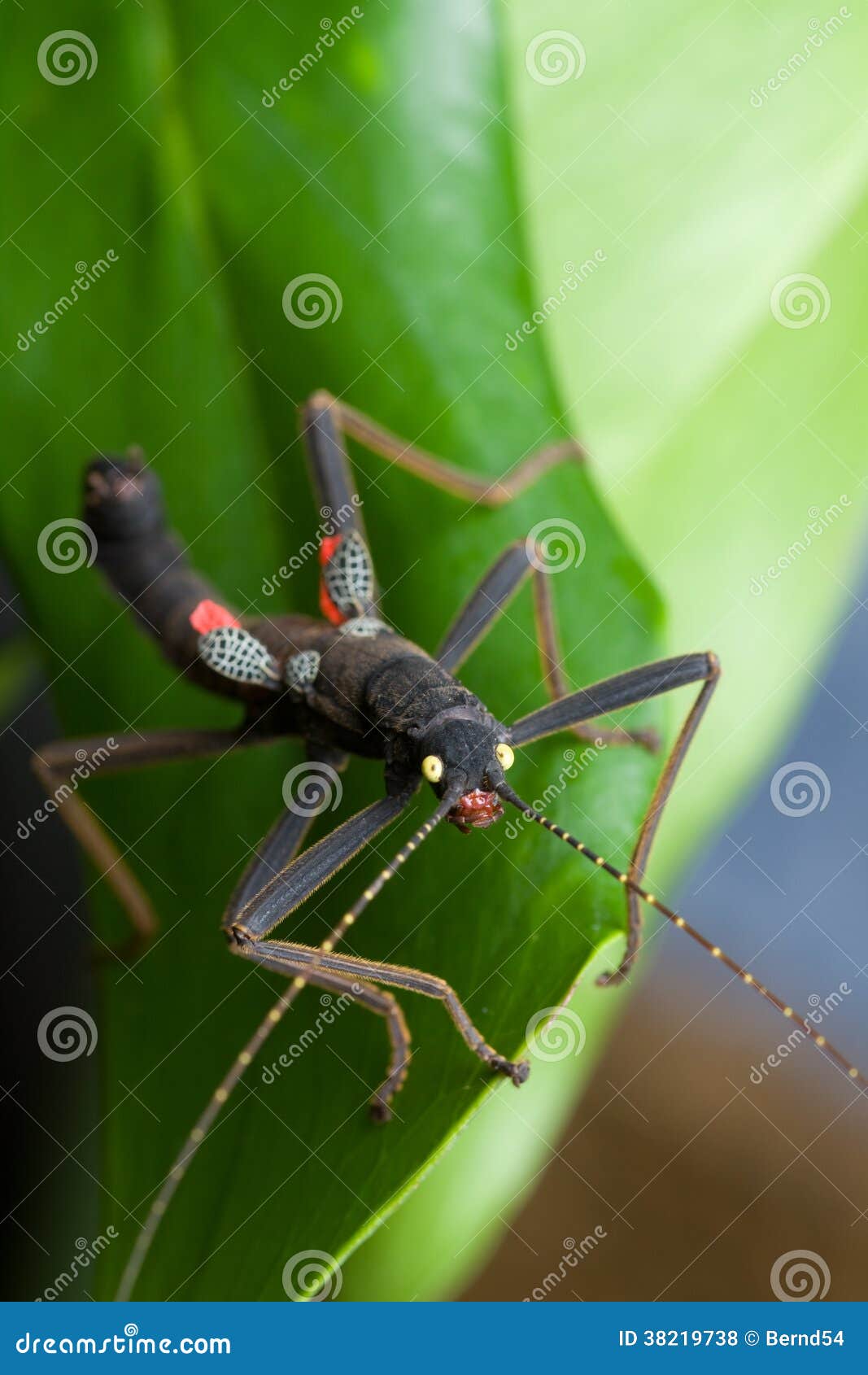 Velvet cringe stock photo. Image of leaves, insects, nature - 38219738