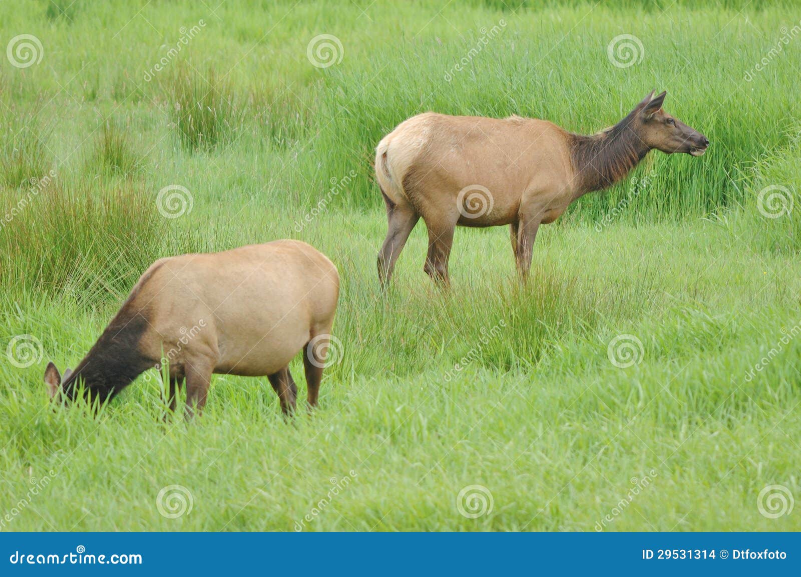 Velvet Elk stock photo. Image of velvet, deer, antler - 29531314
