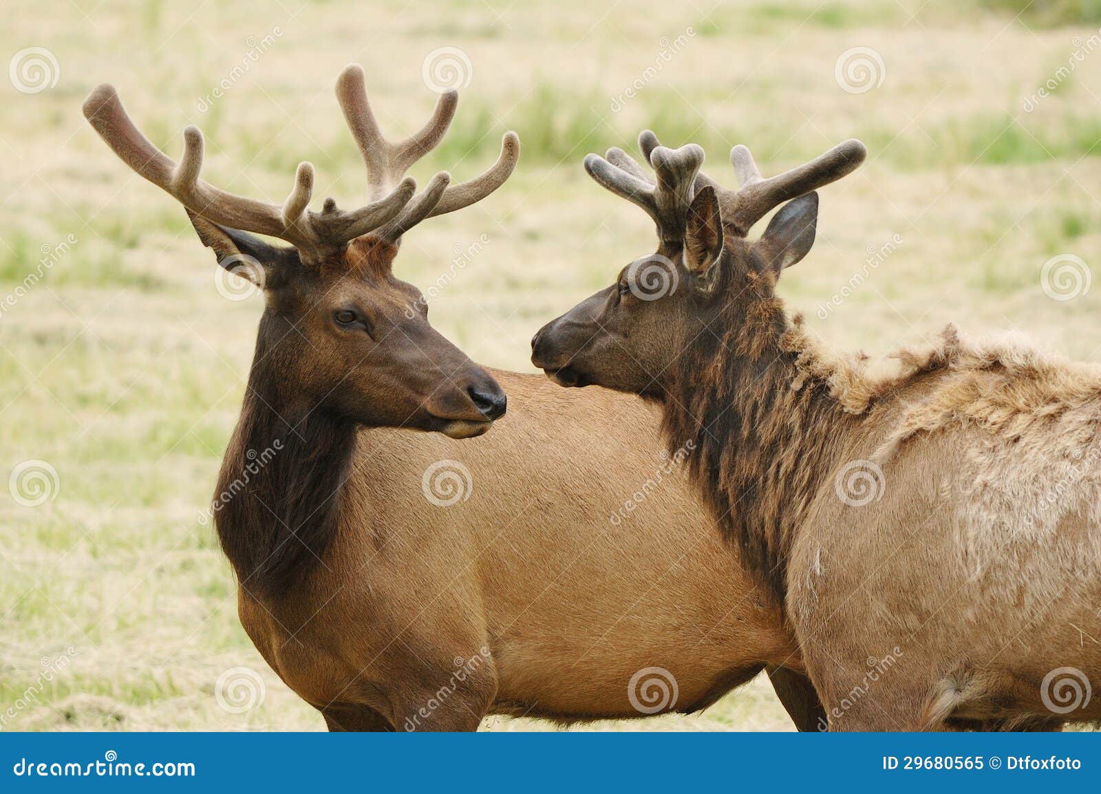 Velvet Elk stock image. Image of wapiti, roosevelt, buck - 29680565