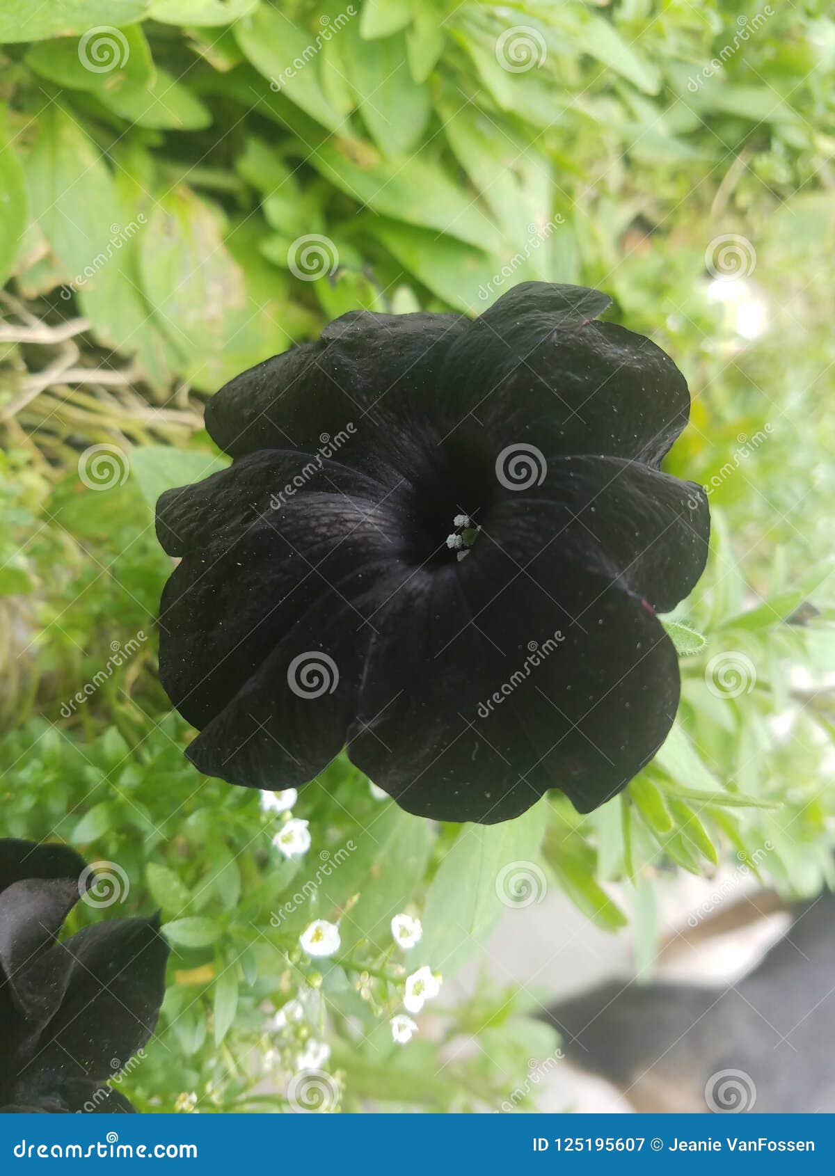 Velvet flower stock image. Image of black, flower, velvet - 125195607
