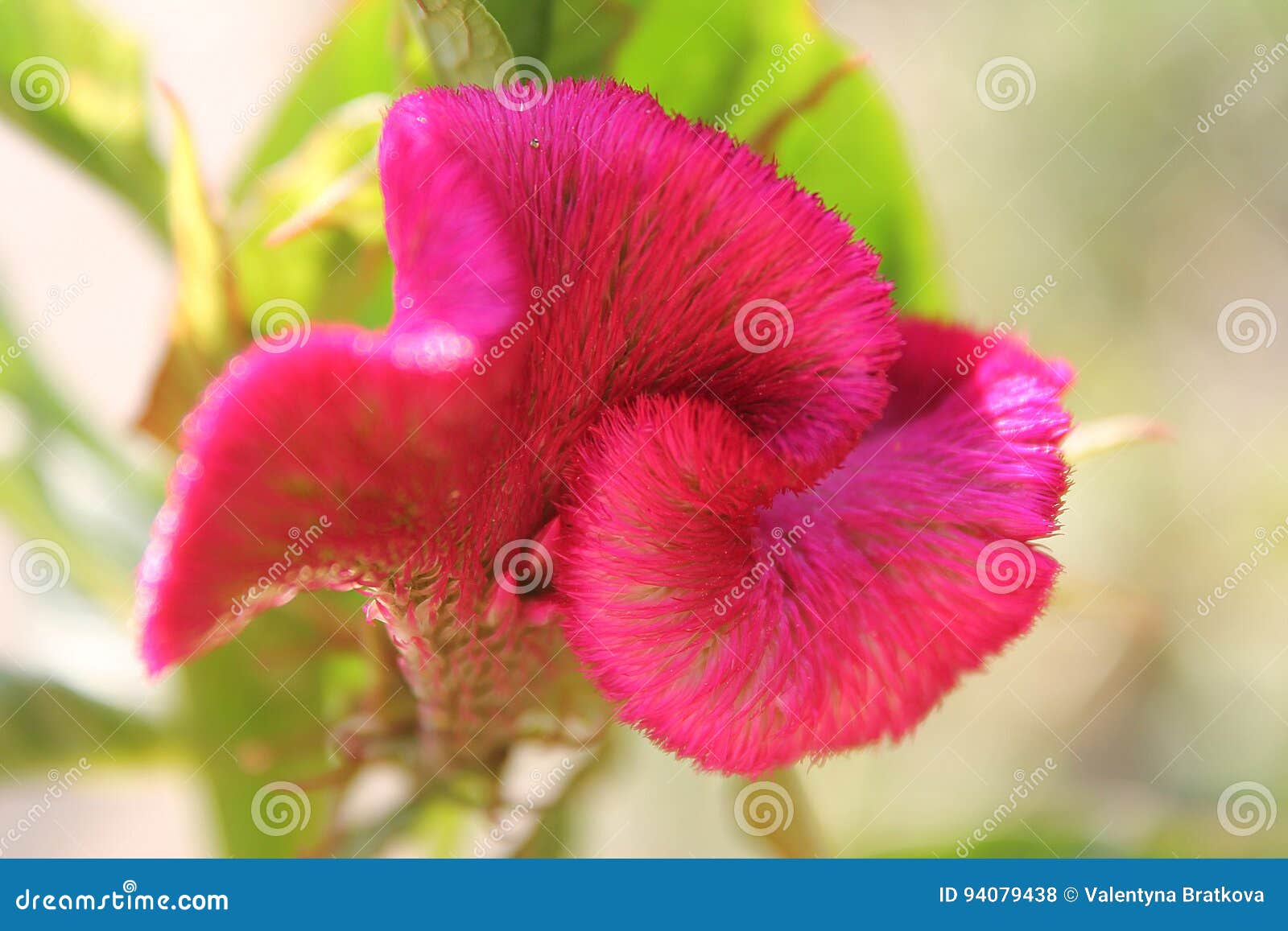 Velvet flower stock photo. Image of beautiful, velvet - 94079438