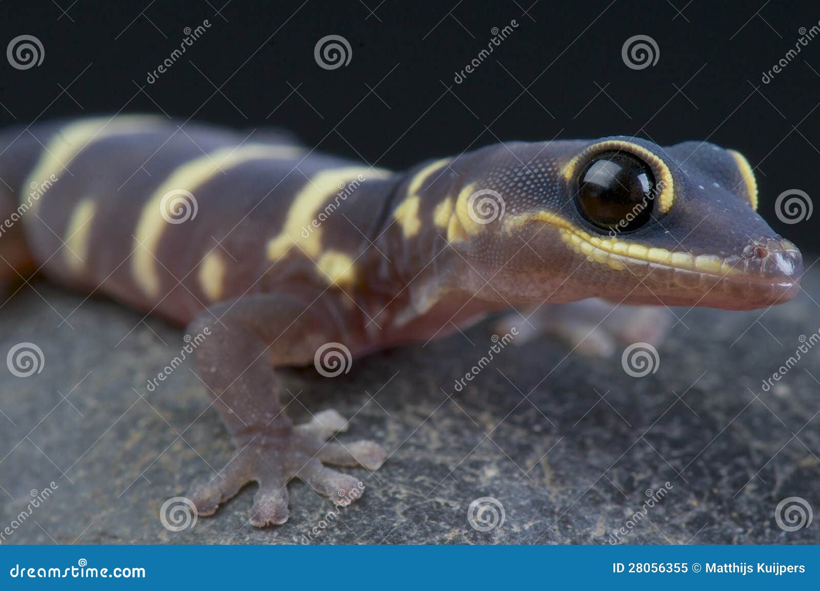 Velvet Gecko / Oedura Monilis Stock Image - Image of reptilian ...