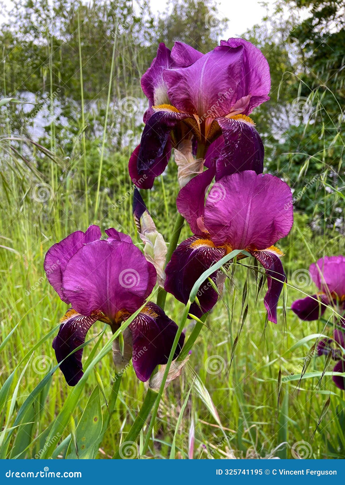 Velvet Iris Bearded Flower 03 Stock Image - Image of bearded, nature ...