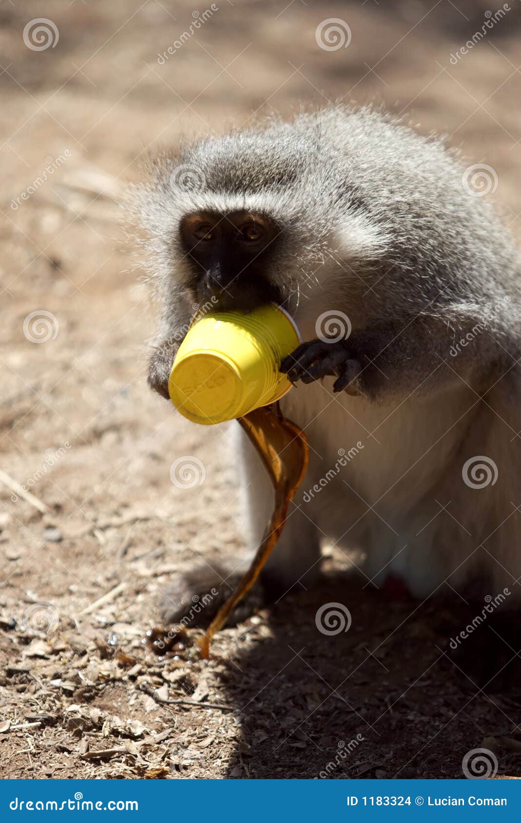 Velvet monkey stock photo. Image of scenic, animal, nature - 1183324