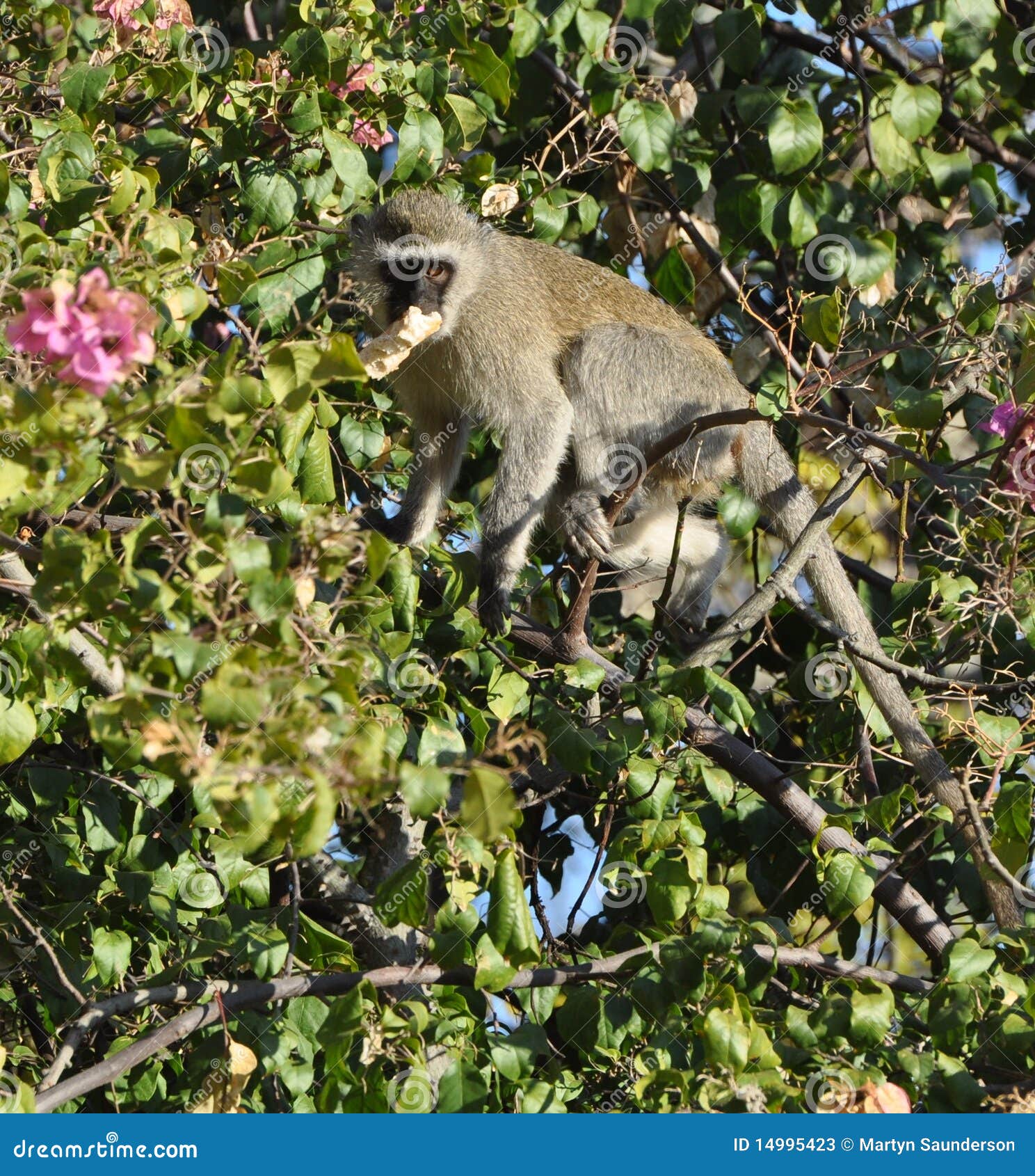 Velvet Monkey stock image. Image of savannah, protect - 14995423