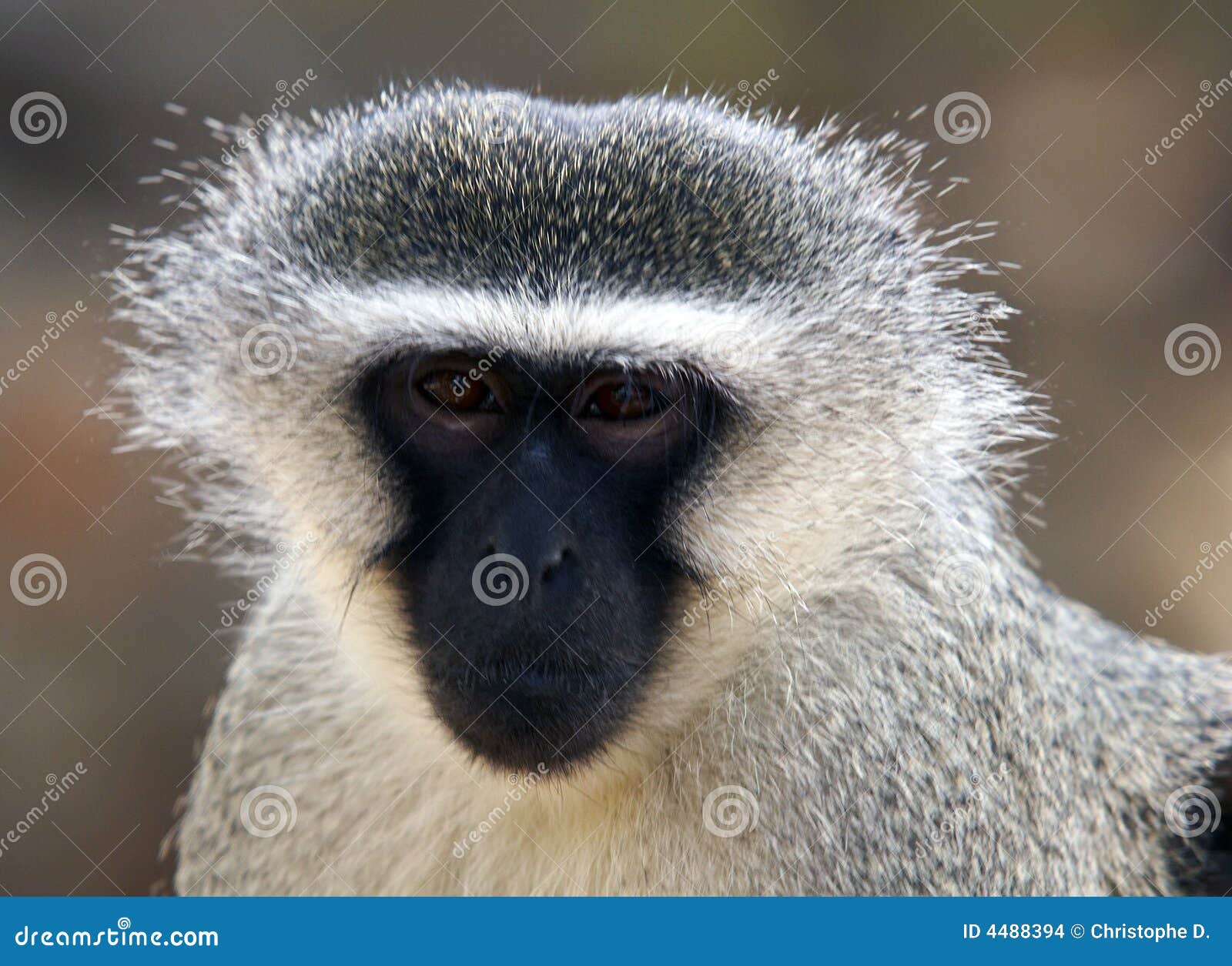 Velvet monkey stock photo. Image of cercopithecus, animal - 4488394