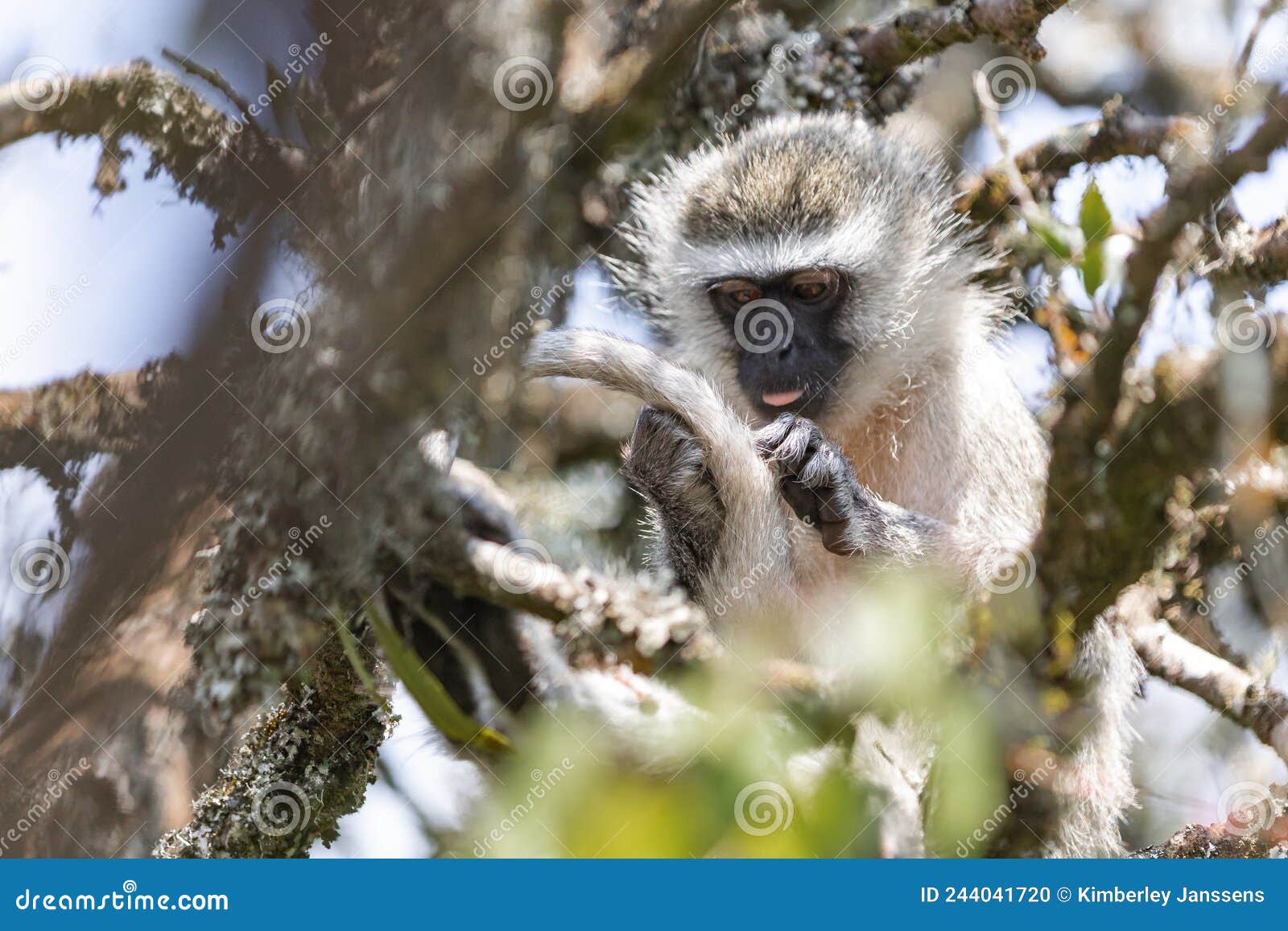 Velvet monkey stock photo. Image of picking, forest - 244041720