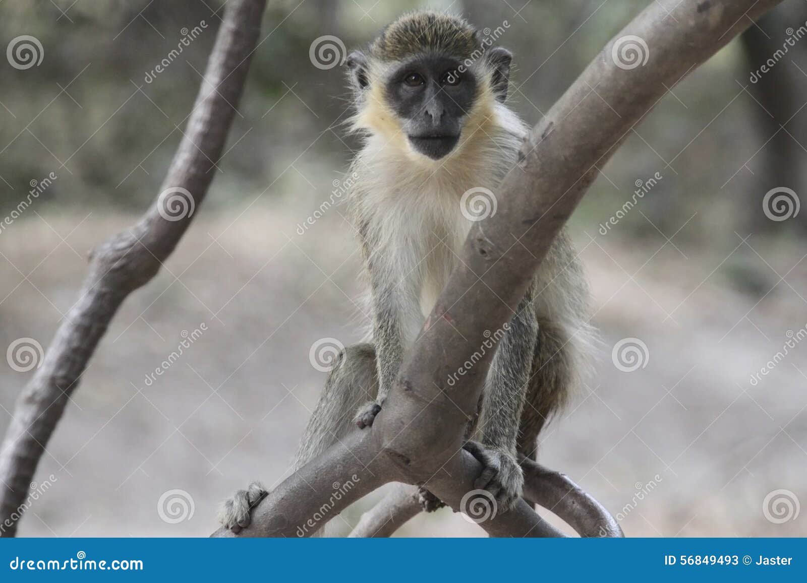 Velvet Monkey Sitting on a Branch Stock Image - Image of stare, velvet ...