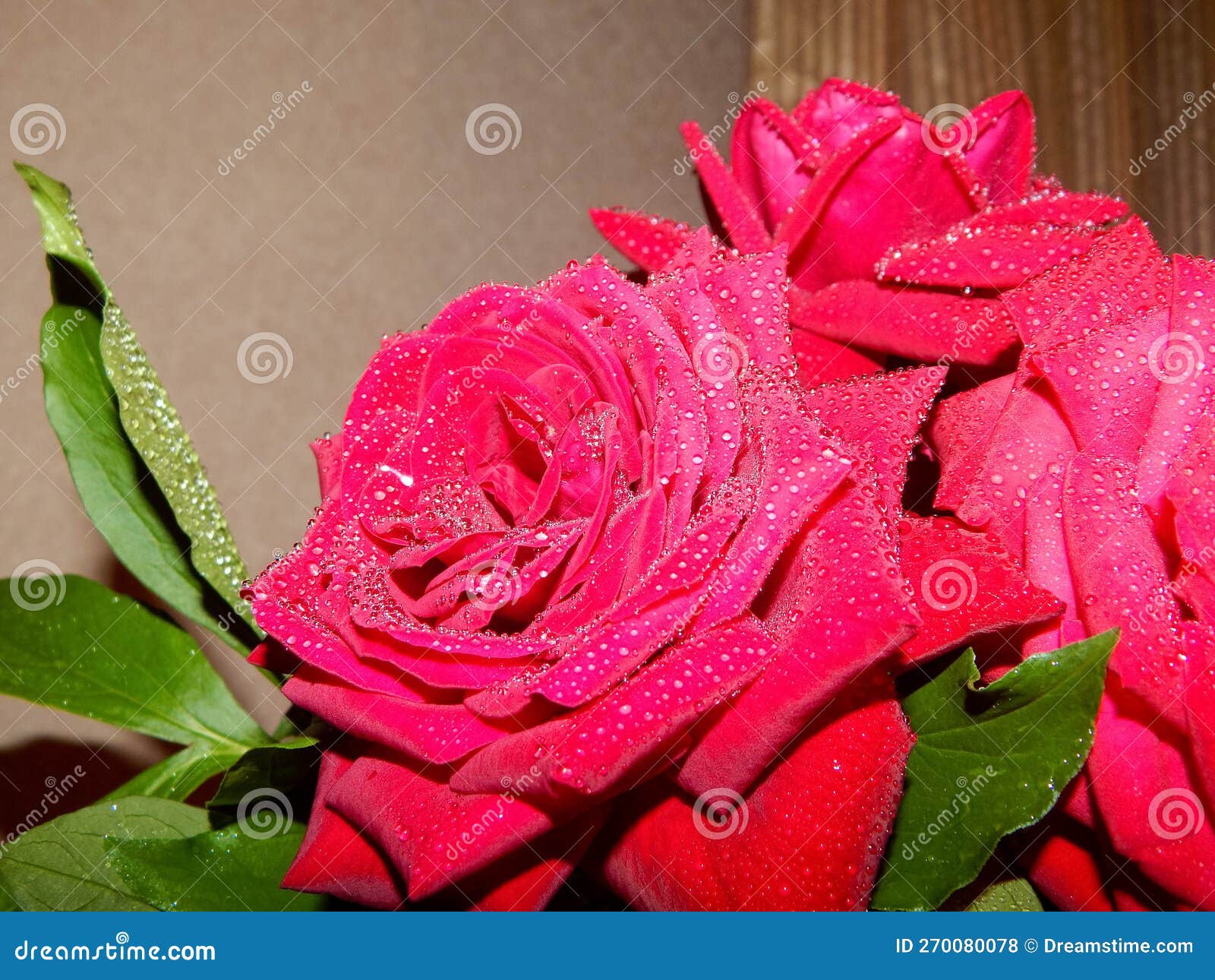 Velvet red rose with dew stock photo. Image of botanical - 270080078
