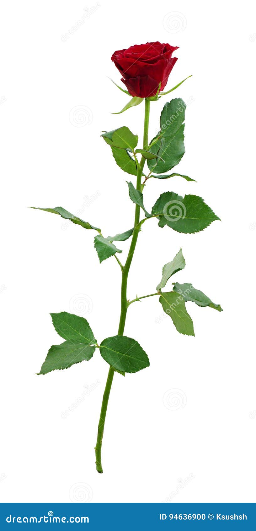 Velvet red rose flower stock photo. Image of carnation - 94636900