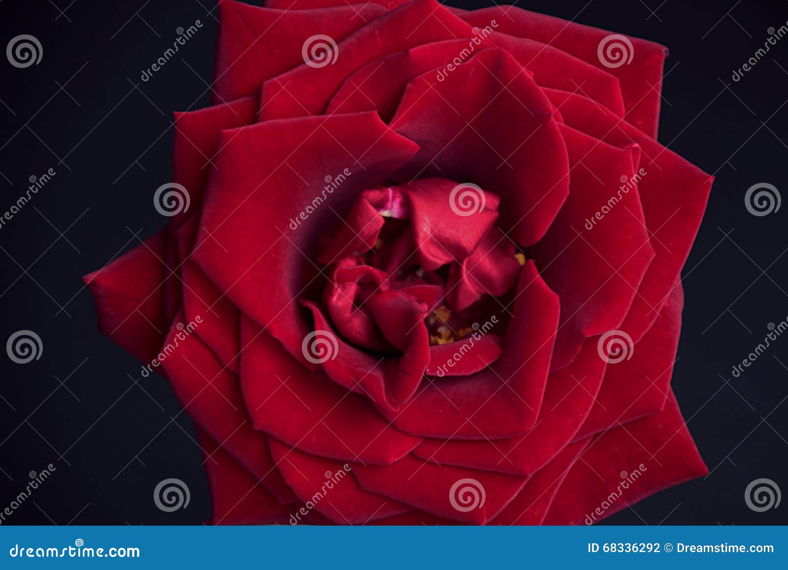 Velvet red rose stock photo. Image of love, crimson, bloom - 68336292