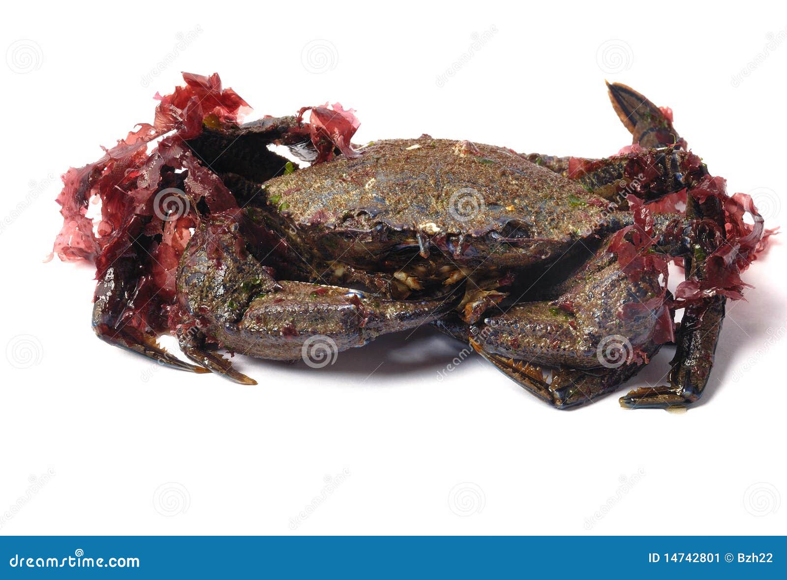 Velvet Swimming Crab, Necora Puber. Farne Islands, East Coast, England ...